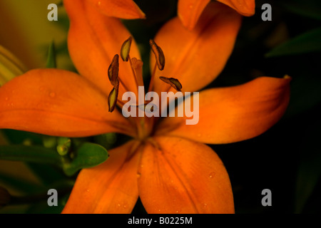 Asiatic lily, Lilium Orange Pixie, liliaceae Stock Photo - Alamy