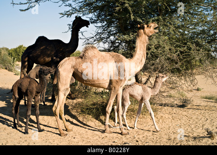 Camel baby nursing from mother at sunrise in the Wadi Rum desert Stock ...