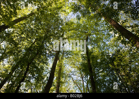 loblolly pine and forest canopy in old-growth bottomland forest ...
