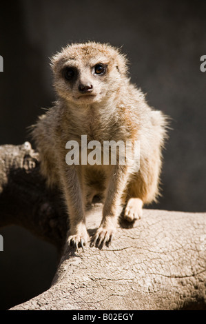 Meerkat sitting on log looking about Stock Photo - Alamy