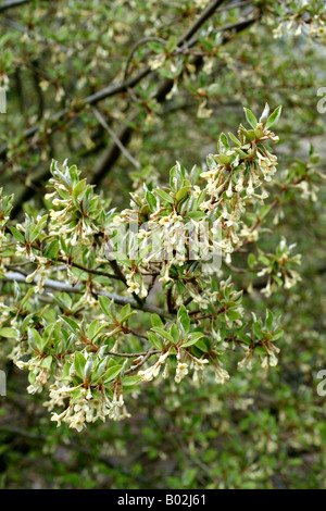 ELAEAGNUS MULTIFLORA DECIDUOUS SPECIES IN FLOWER LATE APRIL Stock Photo ...