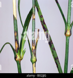 LEAF SPOT (SEPTORIA SPP.) ON CHRYSANTHEMUM PLANT Stock Photo - Alamy