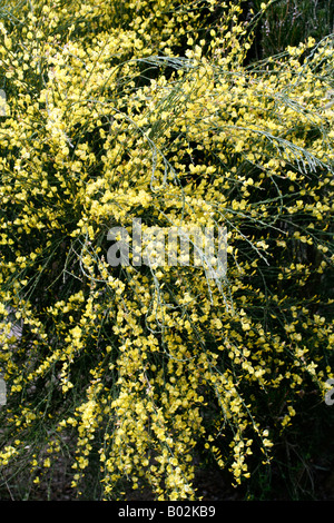 CYTISUS PRAECOX WARMINSTER AGM Stock Photo - Alamy