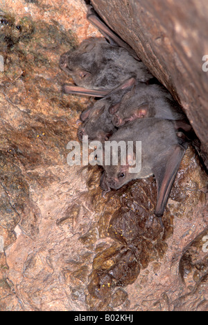 Dark fruit-eating bat (Artibeus obscurus), held by researcher, Madre de ...