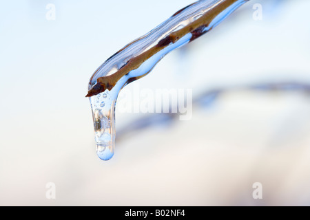 Icicle on a tree branch or spring on the nose Stock Photo - Alamy