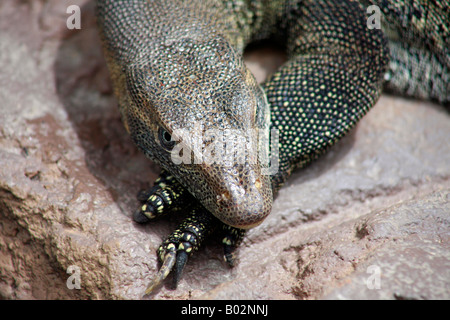 Goanna or monitor lizard on Fraser Island, Australia Stock Photo - Alamy