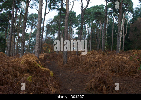 Nesscliffe Hill Country park Shropshire England Stock Photo - Alamy