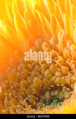 Yellow ragdoll sunflower closeup for a background with edgy lighting ...