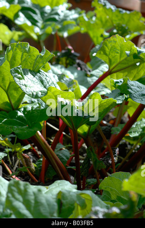 the rhubarb patch Stock Photo - Alamy