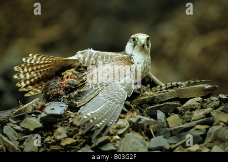 Saker Falcon Falco cherrug mantling a pheasant kill on a ledge in a ...