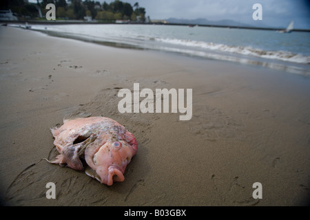 Red Snapper (Lutjanus campechanus). Dead individuals for sale on a ...