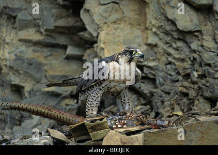 Saker Peregrine Falcon standing over a pheasant kill on a ledge in a ...