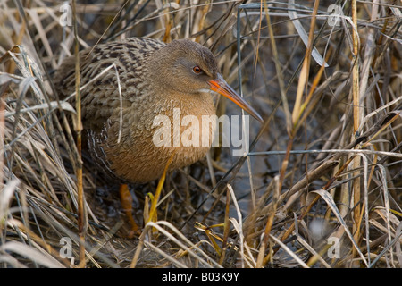 California Clapper Rail (Rallus longirostris obsoletus) feeding in ...