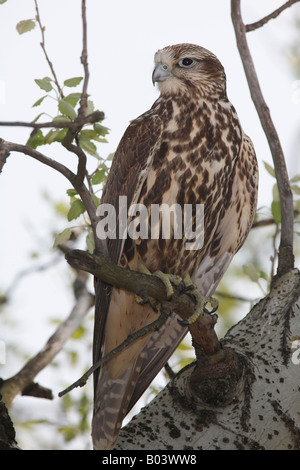 Saker Falcon Falco Cherrug Altai Russia Stock Photo - Alamy