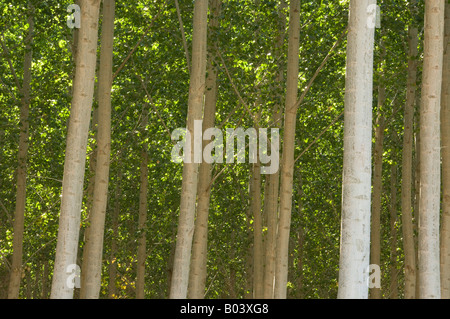 Cultivated poplar trees grown as a crop for pulp Stock Photo - Alamy