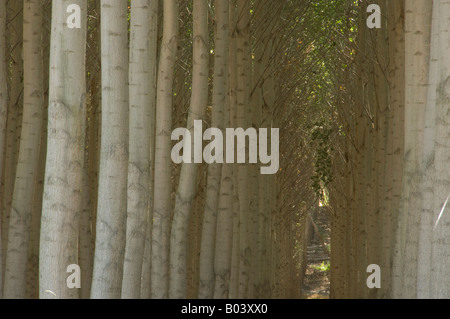 Cultivated poplar trees grown as a crop for pulp Stock Photo - Alamy
