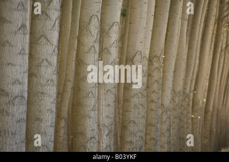 Cultivated poplar trees grown as a crop for pulp Stock Photo - Alamy