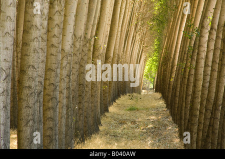 Cultivated poplar trees grown as a crop for pulp Stock Photo - Alamy