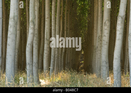 Cultivated poplar trees grown as a crop for pulp Stock Photo - Alamy