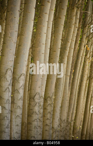 Cultivated poplar trees grown as a crop for pulp Stock Photo - Alamy