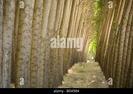 Cultivated poplar trees grown as a crop for pulp Stock Photo - Alamy