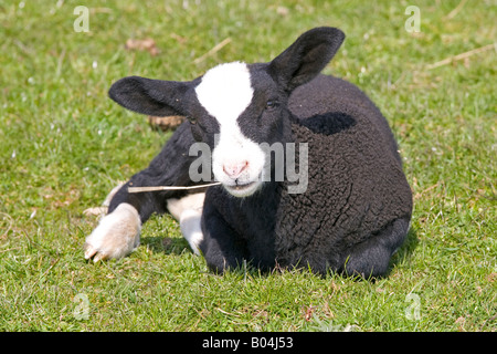Lamb chewing straw Stock Photo - Alamy