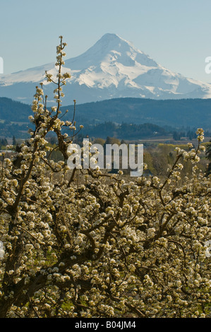 Mount Hood and spring flowers near the Columbia River Gorge Stock Photo ...