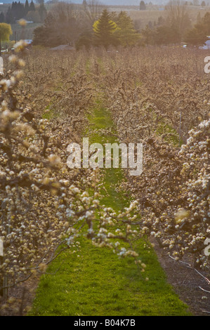 Cherry trees in bloom in Hood River Oregon Stock Photo - Alamy