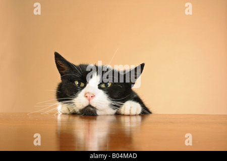 cat - paws on edge of table Stock Photo - Alamy