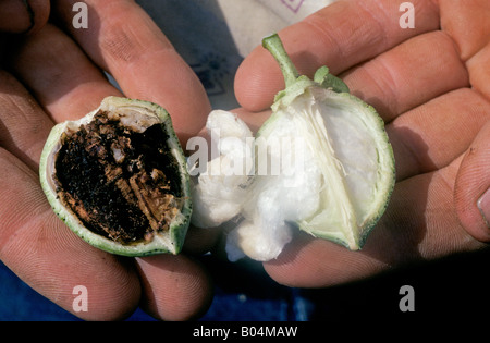 Cotton field and farm house in Emporia, Virginia, USA Stock Photo - Alamy