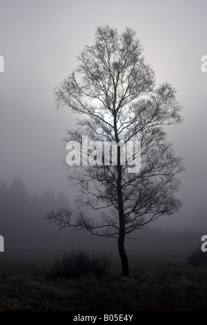 Forest edge with downy birches (Betula pubescens) and golden reed grass ...