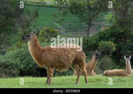 Ecuador, Ingapirca, Inca ruins, llamas Stock Photo - Alamy