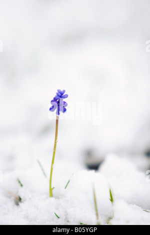 Snow on white Grape hyacinth Stock Photo - Alamy