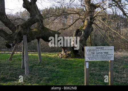 500 year old oak tree in Bedford, New York Stock Photo - Alamy