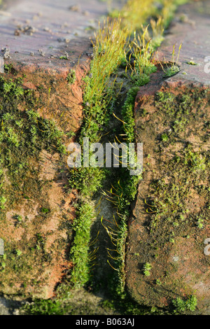 Wall Screw-moss (Tortula muralis) Plantae Stock Photo - Alamy