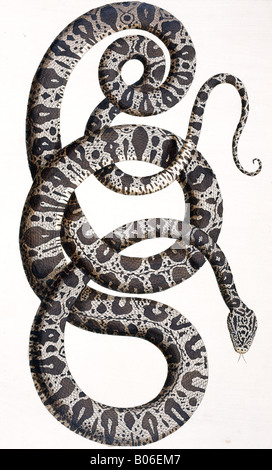 Snake by Albertus Seba Stock Photo - Alamy