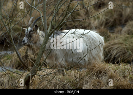 Wild goat Snowdonia Gwynedd North Wales Stock Photo - Alamy