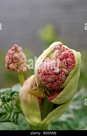 Rhubarb flower buds Stock Photo - Alamy
