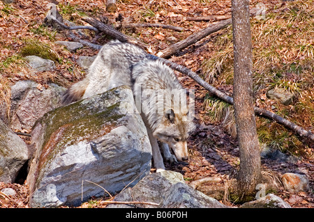 A Timber Wolf in Spring Stock Photo - Alamy