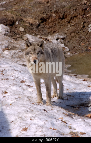 A watching timber wolf Stock Photo - Alamy