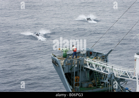 The hunting of minke whales by the catcher ship of the Japanese whaling ...