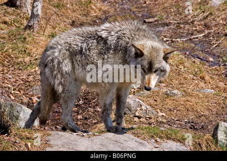 A Timber Wolf in Spring Stock Photo - Alamy