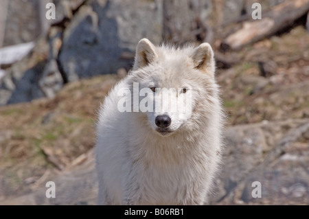 Arctic wolf in spring Stock Photo - Alamy