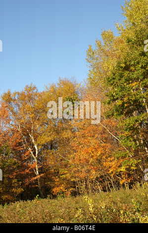 forest edge fall autumn yellow leaves Stock Photo - Alamy