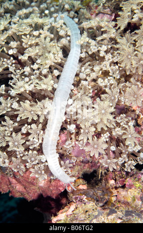 Tentacles of a holothurian or sea cucumber This appears to be a white ...