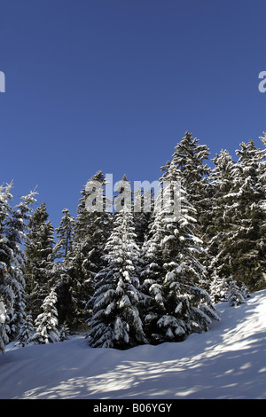 Winter forest with fir covered trees. Beautiful winter landscape Stock ...