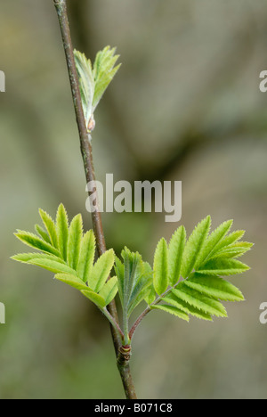 Rowan tree new growth spring shoots budding leaves sorbus olympic flame ...