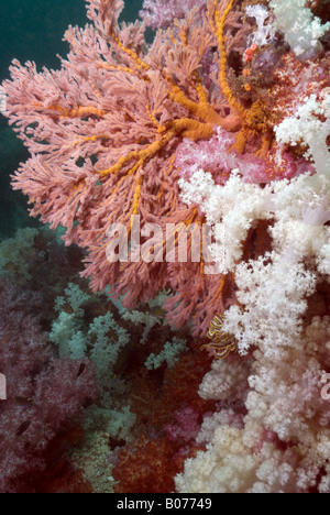 Tropical fan coral (Melithaea ochracea) Nodal fans Sea fans, above sea ...