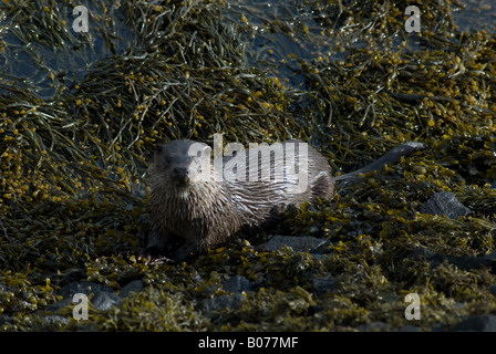 Otter on the Isle of Mull, West coast of Scotland, in the Inner ...