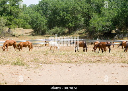 Israel Kibbutz Alonim horses in a corral Stock Photo - Alamy